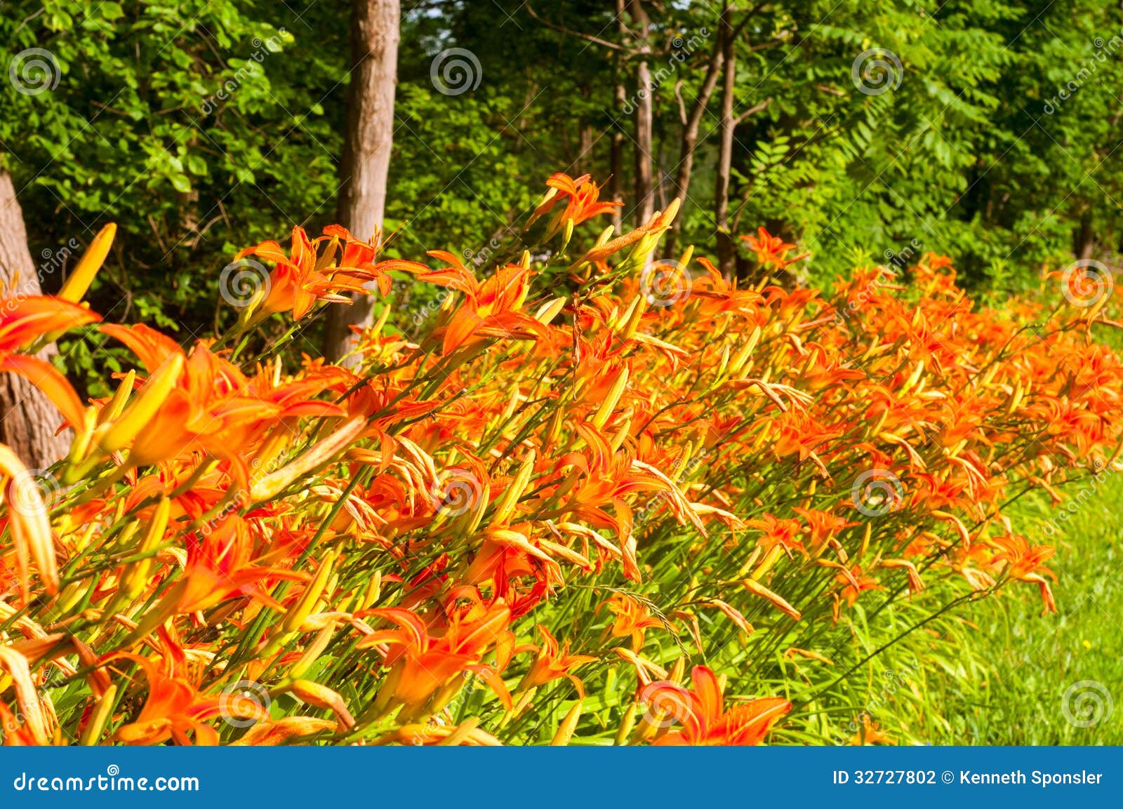 Tiger Lilies In Garden. Lilium Lancifolium (syn. L. Tigrinum) Is One Of ...