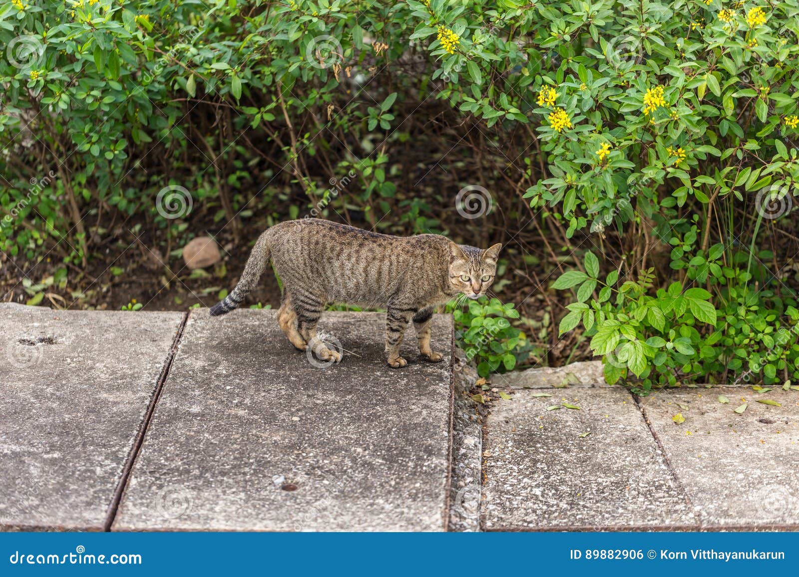 Wild tiger pattern cat stock photo. Image of tabby, beautiful - 89882906