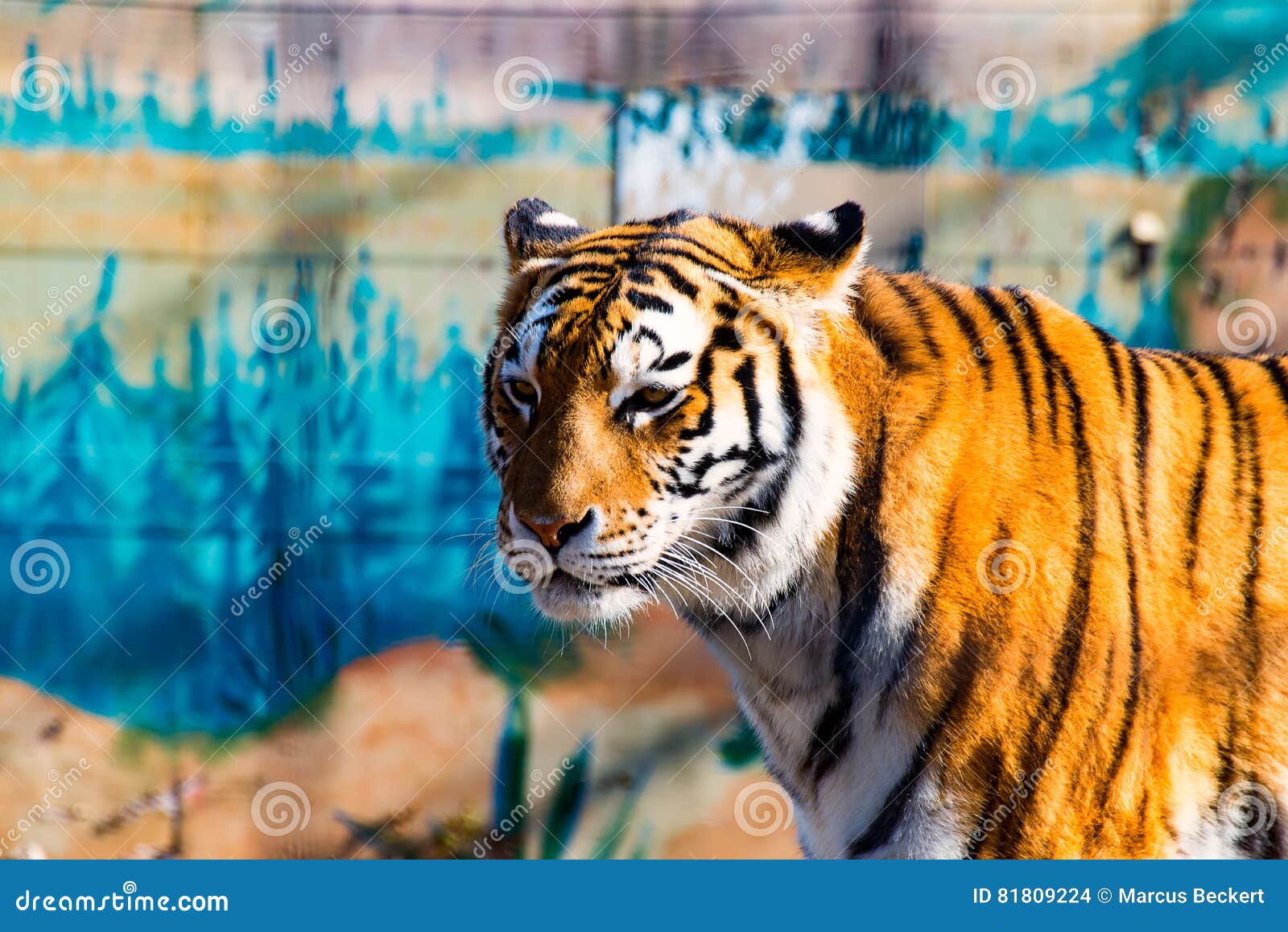 The wild Tiger stock photo. Image of captive, nature - 81809224
