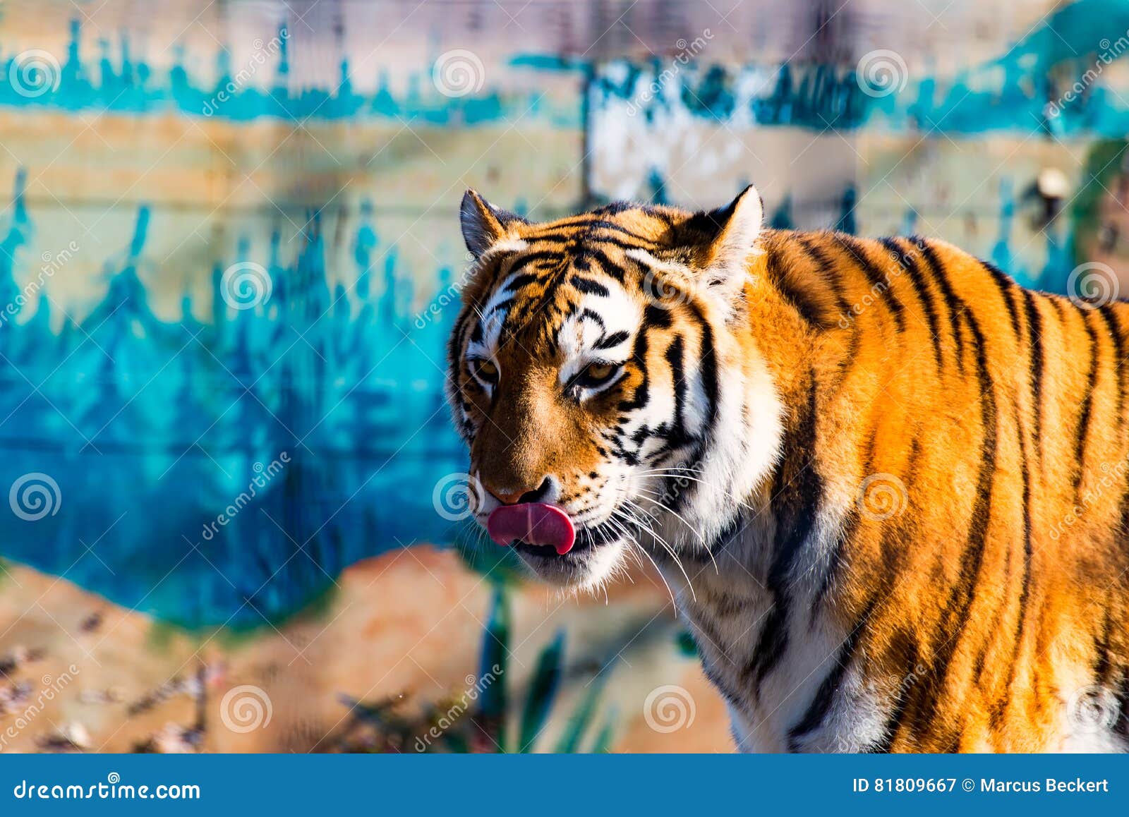 The wild Tiger 1 stock image. Image of animal, beautiful - 81809667