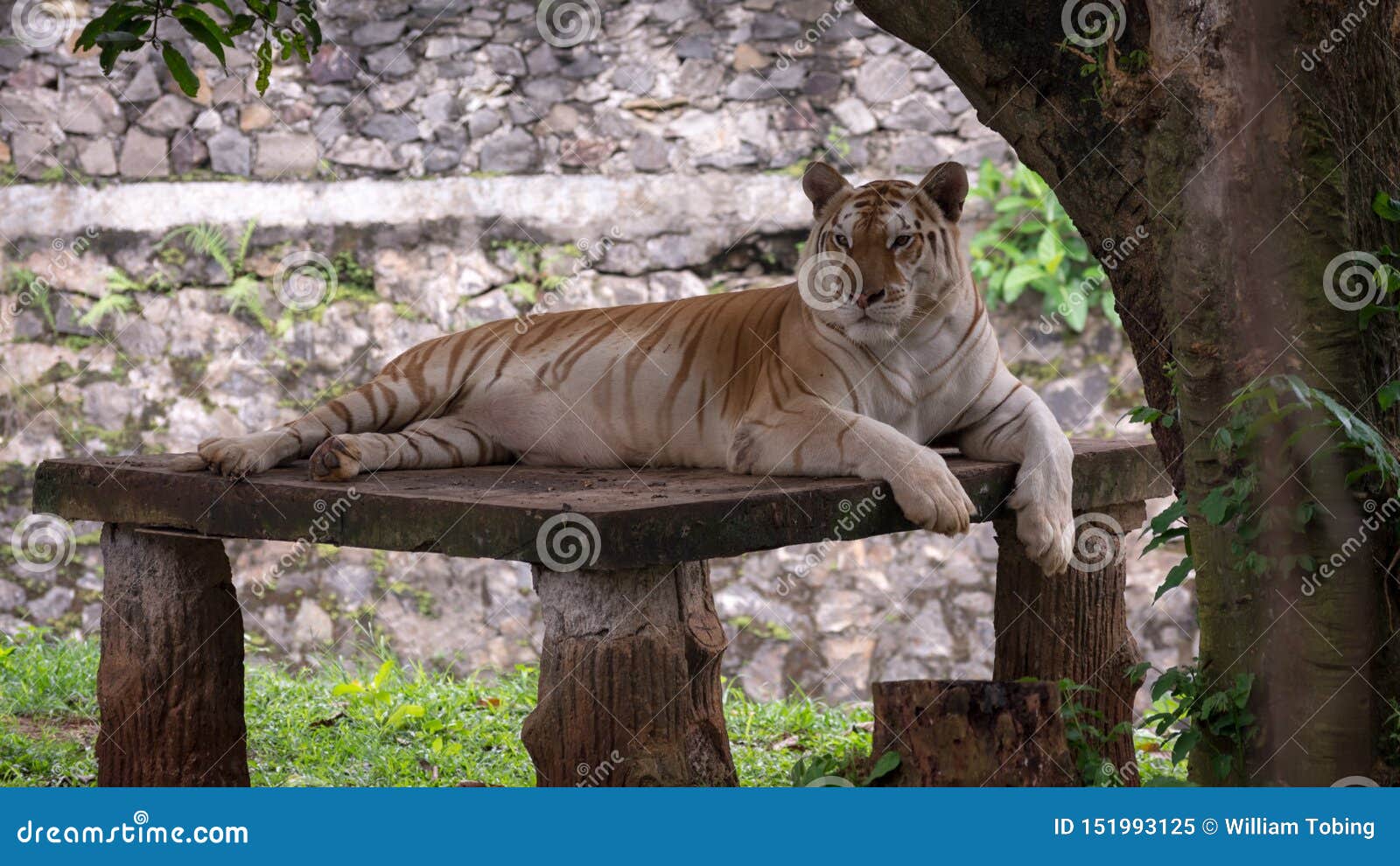 Wild tiger stock image. Image of tiger, rest, animal - 151993125