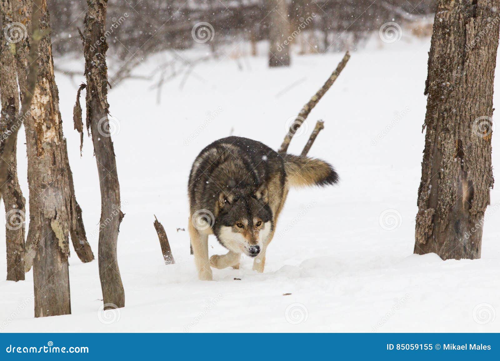 Wild timber wolf on hunt stock image. Image of lupus - 85059155