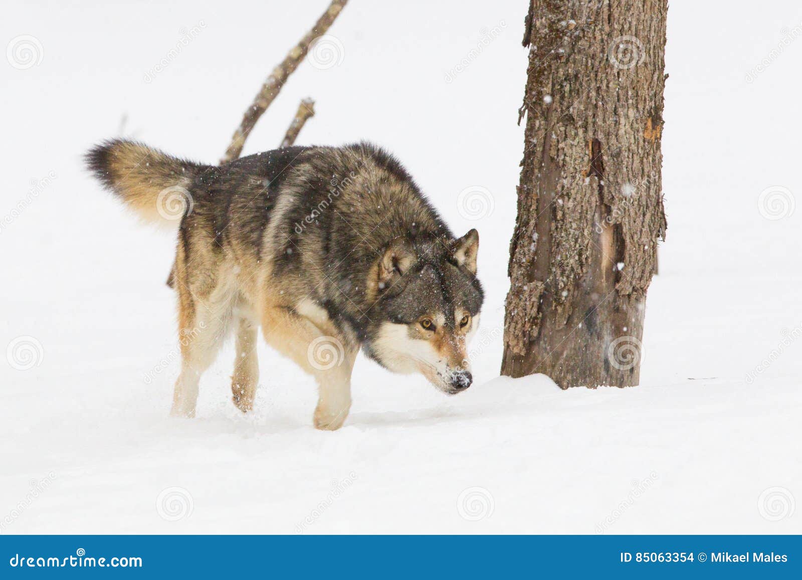 Wild timber wolf hunting stock photo. Image of portrait - 85063354