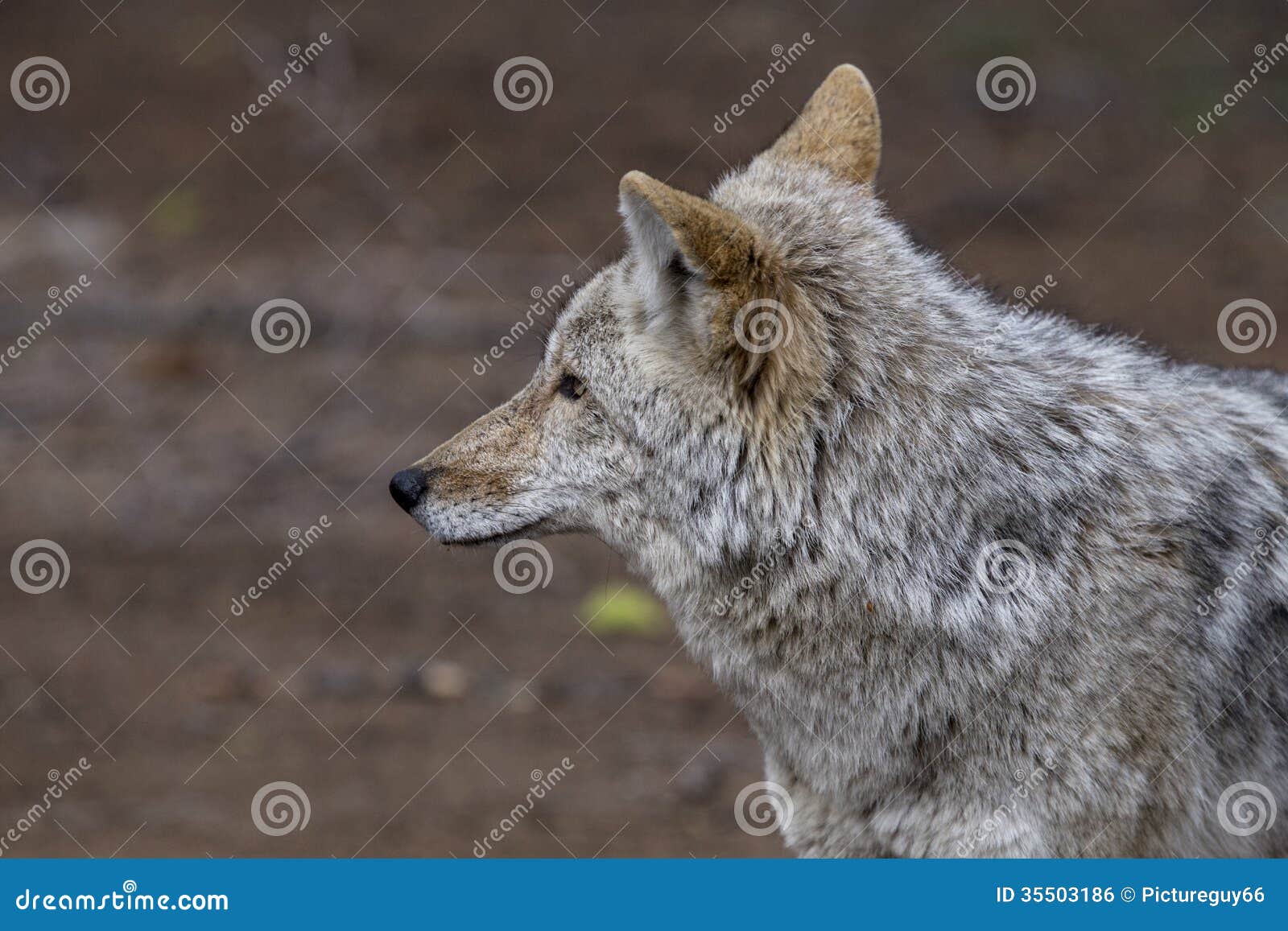 Wild Timber wolf stock photo. Image of beauty, looking - 35503186