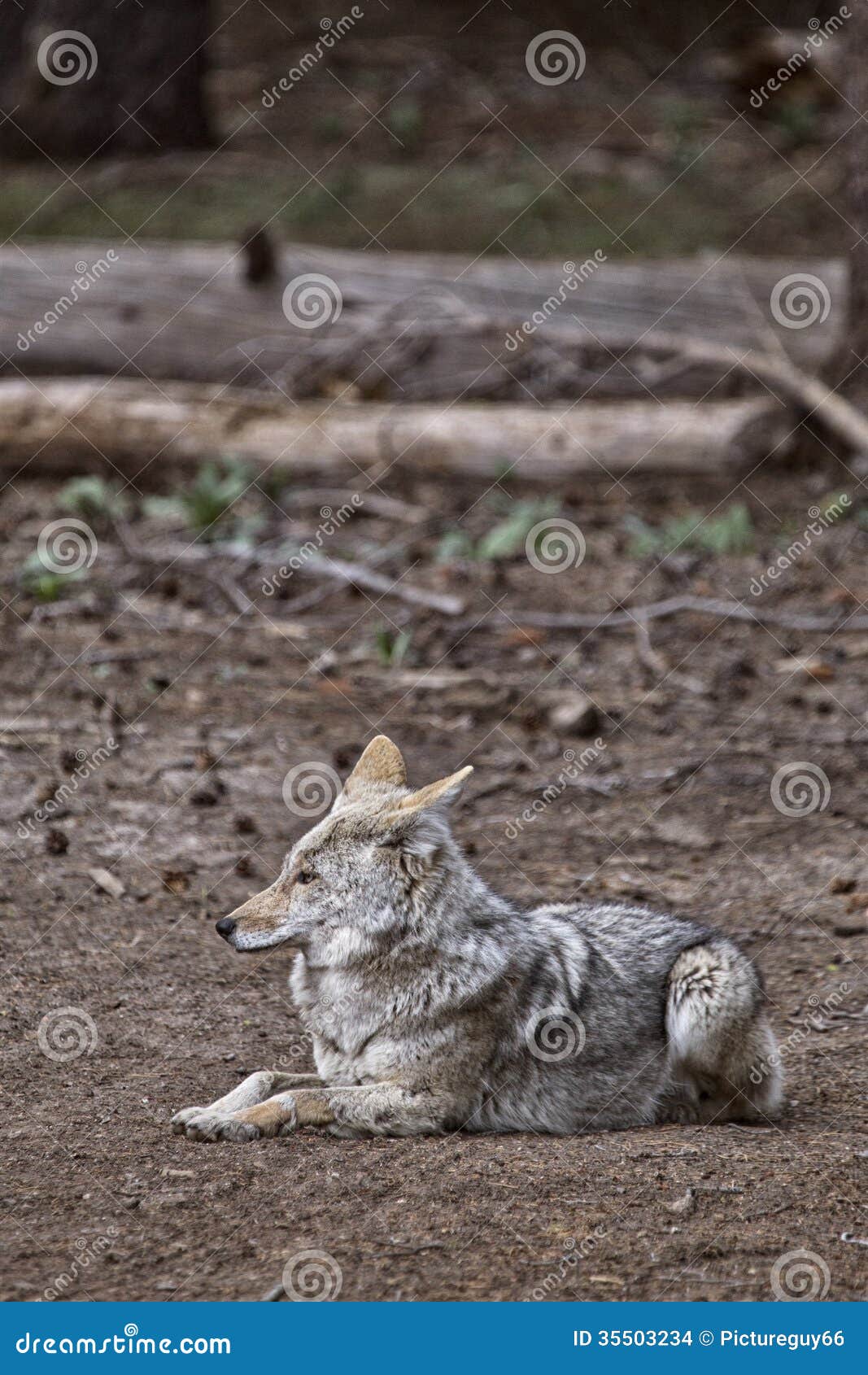 Wild Timber wolf stock photo. Image of outside, beauty - 35503234