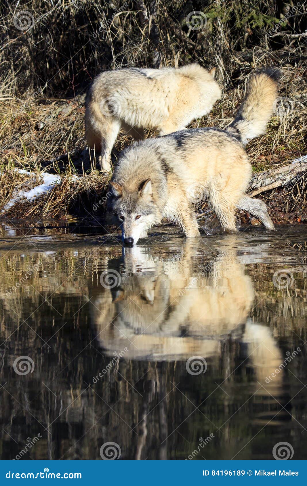 Wild Timber Wolves Drinking Water Stock Image - Image of alpha ...