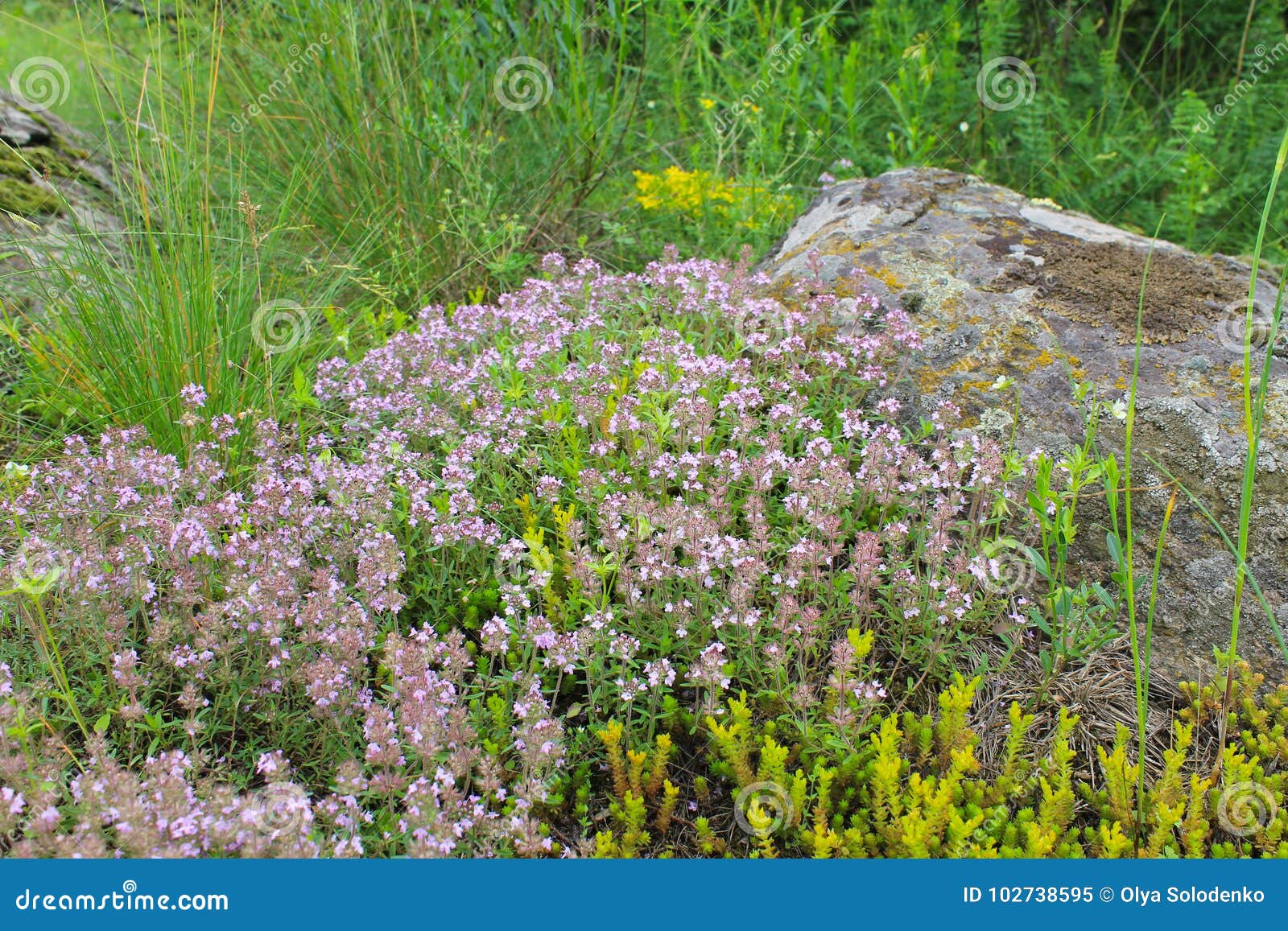 Wild timjan fotografering för bildbyråer. Bild av botanisk - 102738595
