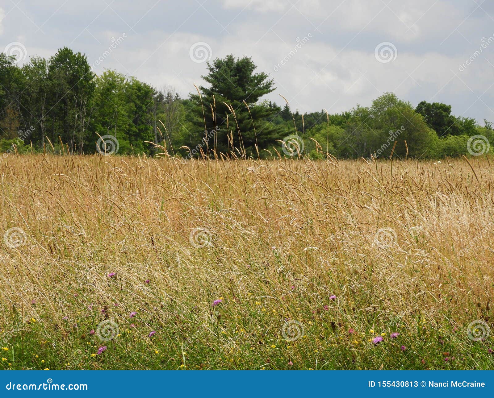 Acres of Wild Timothy Field Grass Grows in NYS FingerLakes Stock Image ...