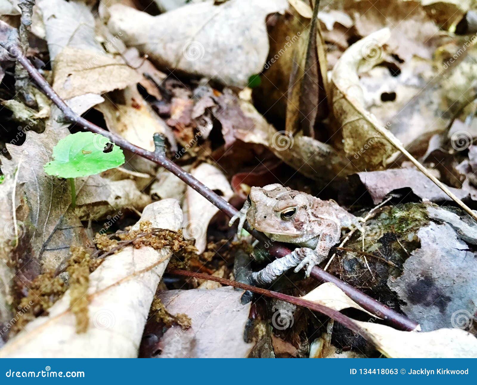 Wild tiny camouflaged frog stock image. Image of blending - 134418063