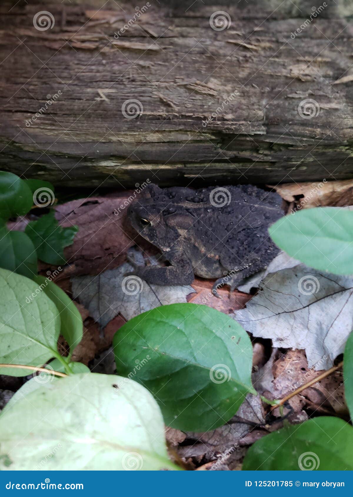 Wild toad in leaves stock image. Image of toad, hiding - 125201785