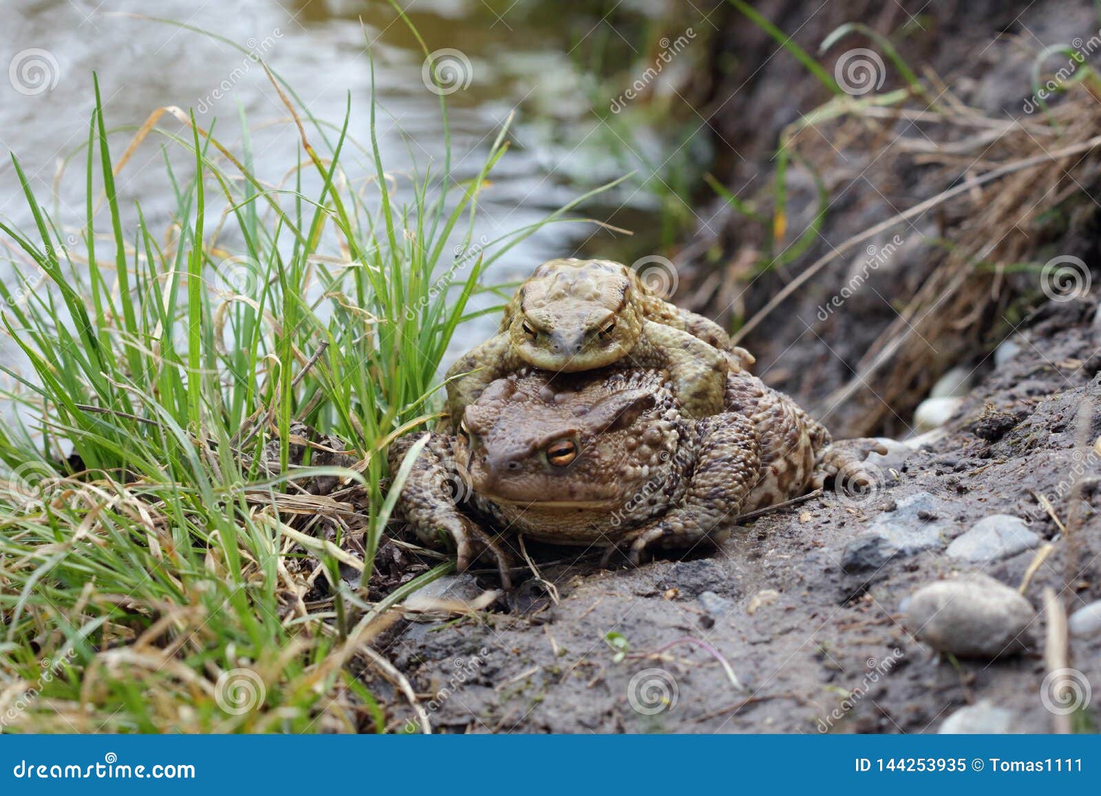 Wild Toads Mating in the Water. European Toad, Bufo Bufo Stock Image ...
