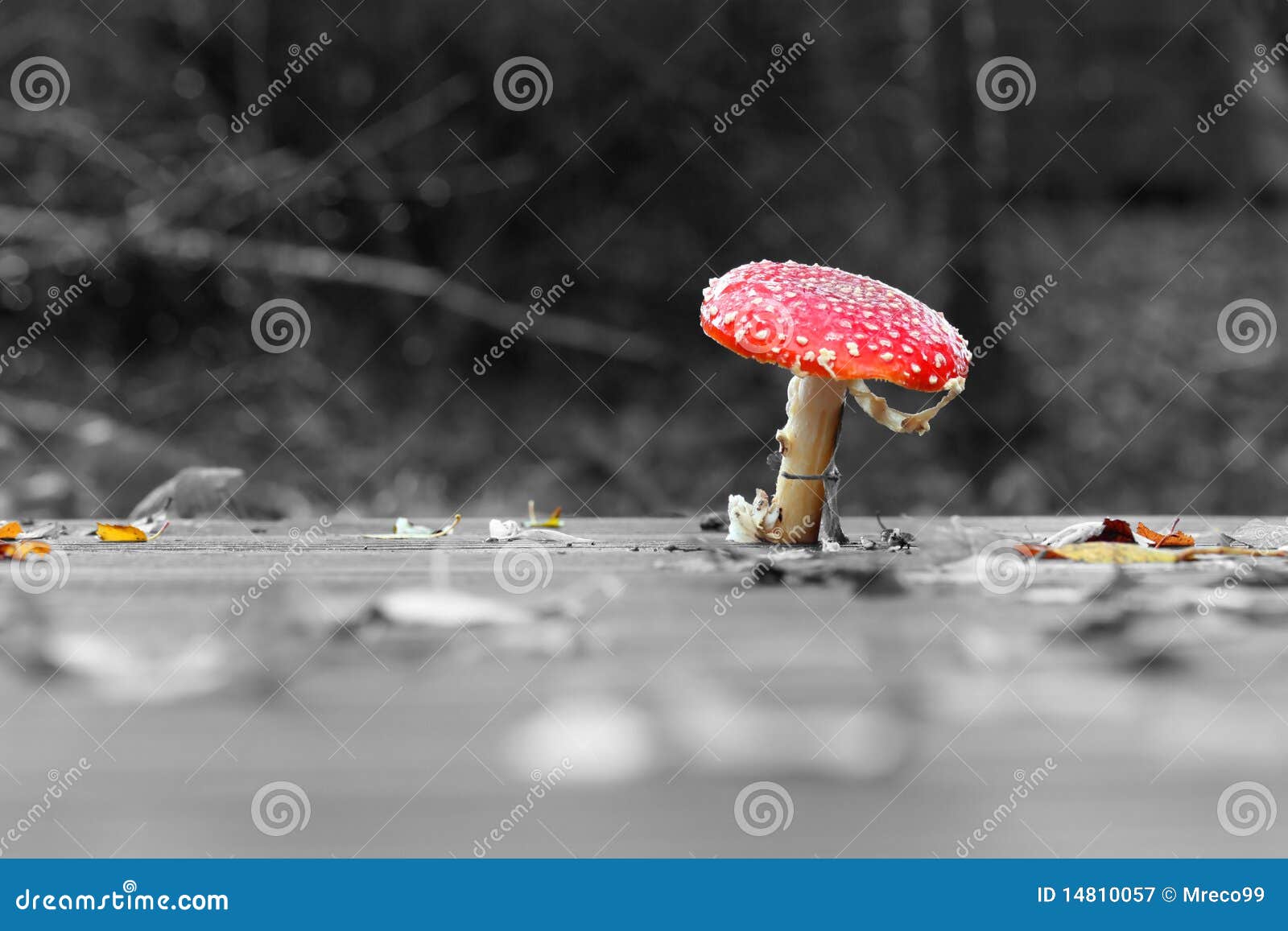 Wild Toadstool Isolated in Color Stock Image - Image of nature, spotted ...