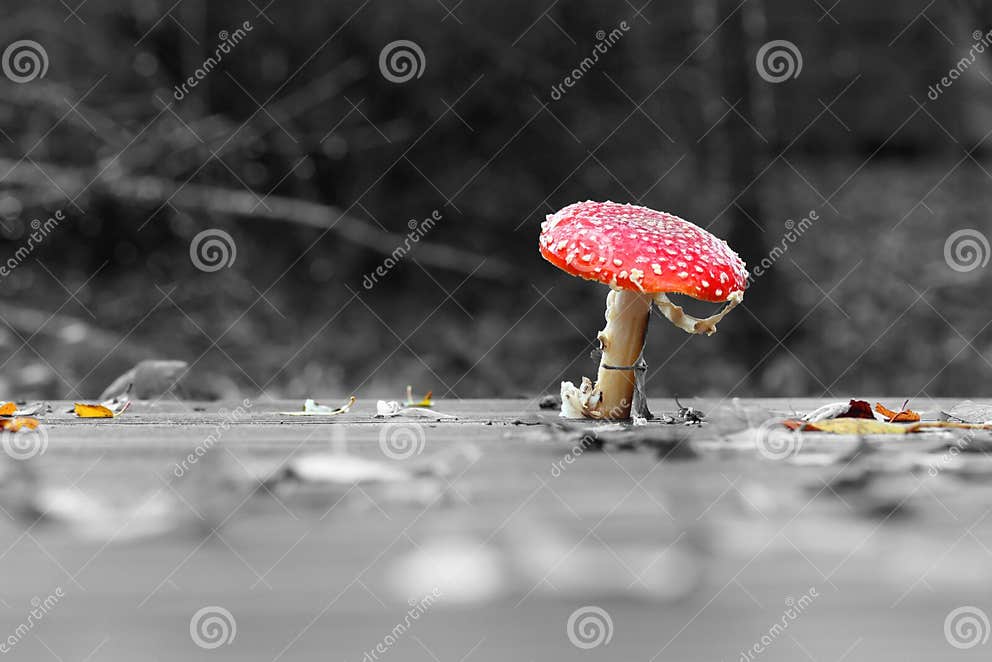 Wild Toadstool Isolated in Color Stock Image - Image of nature, spotted ...
