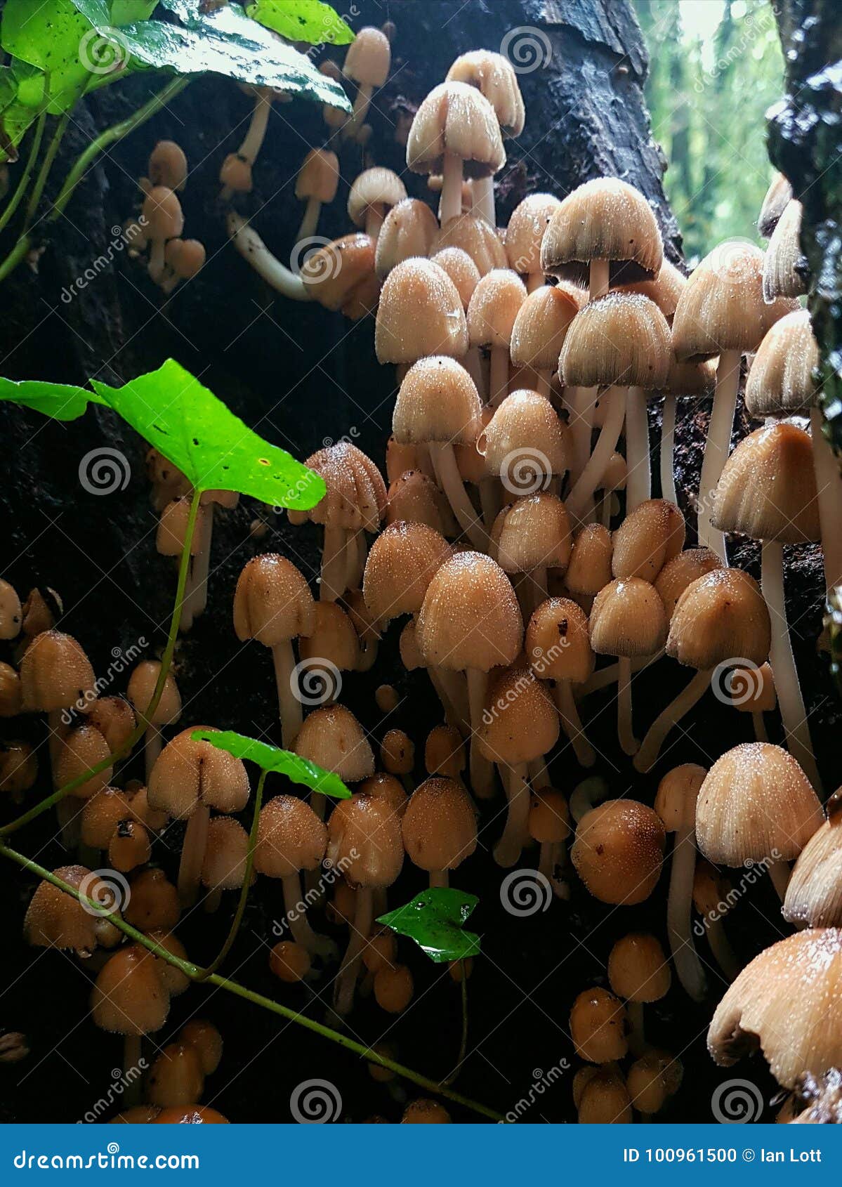 Wild Toadstools Growing in a Clump in a Tree Stock Photo - Image of ...