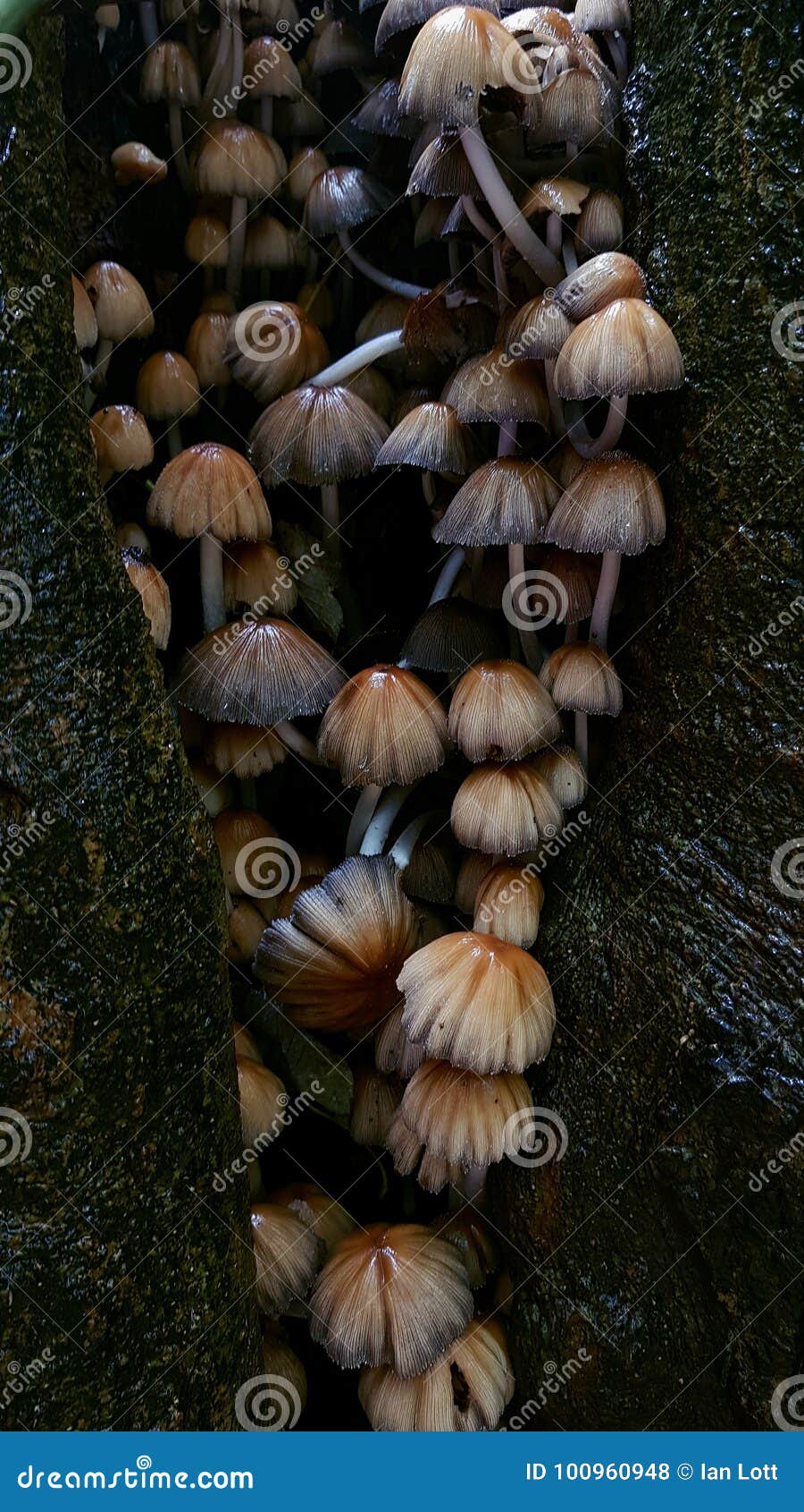 Wild Toadstools Growing in a Tree Stock Photo - Image of wild ...