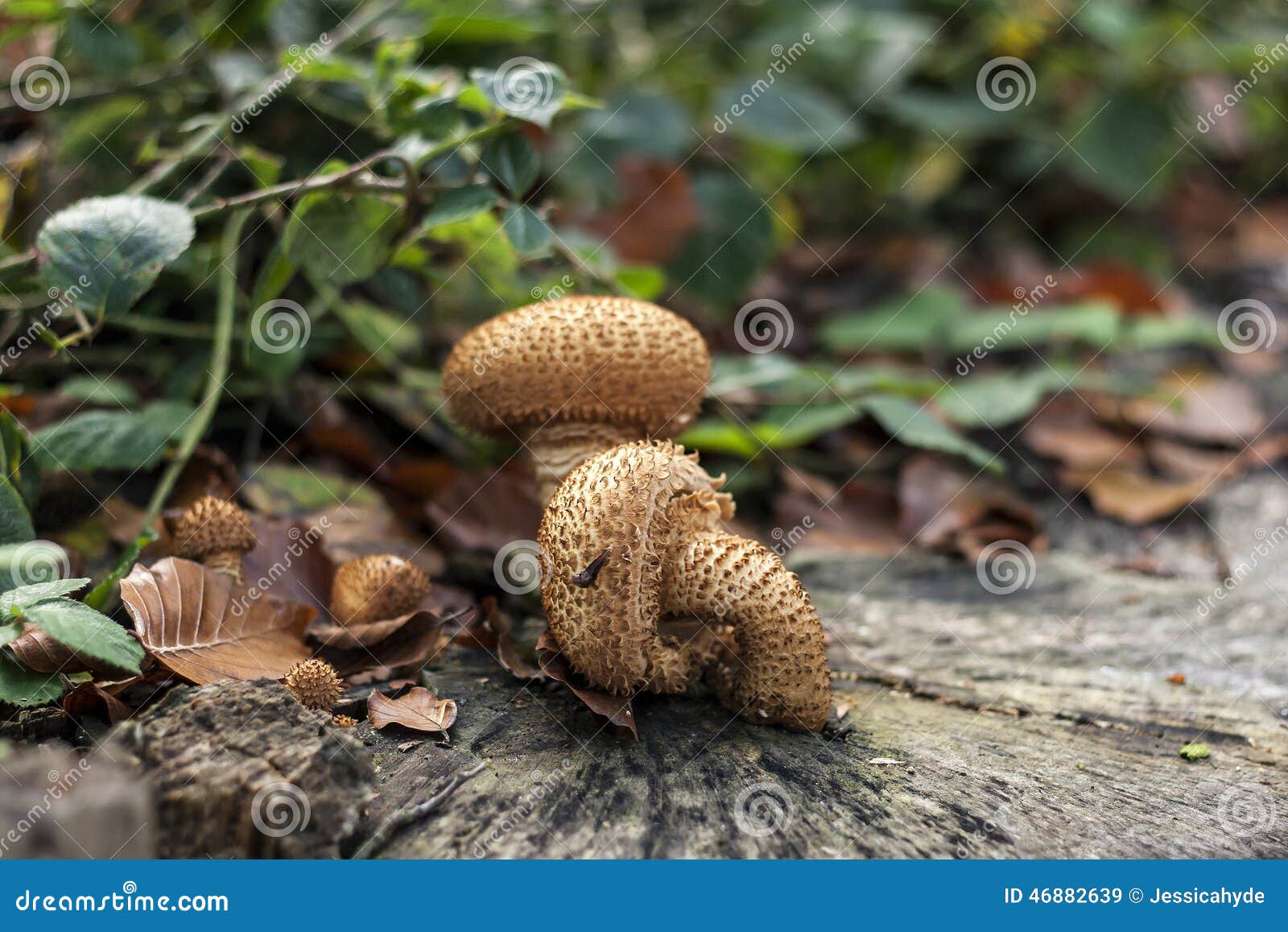 Wild toadstools stock image. Image of fungus, mushroom - 46882639