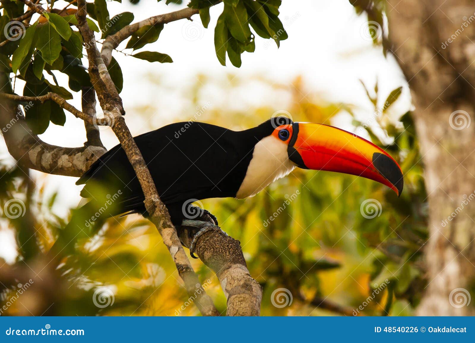 Wild Toco Toucan Leaning before Flight Stock Photo - Image of ...