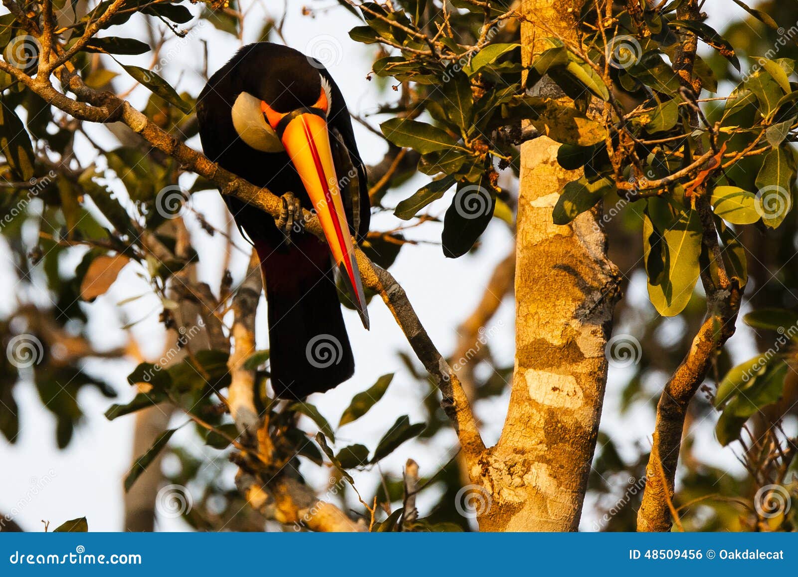 Wild Toco Toucan Looking Down from Perch,Head-on Beak Stock Photo ...