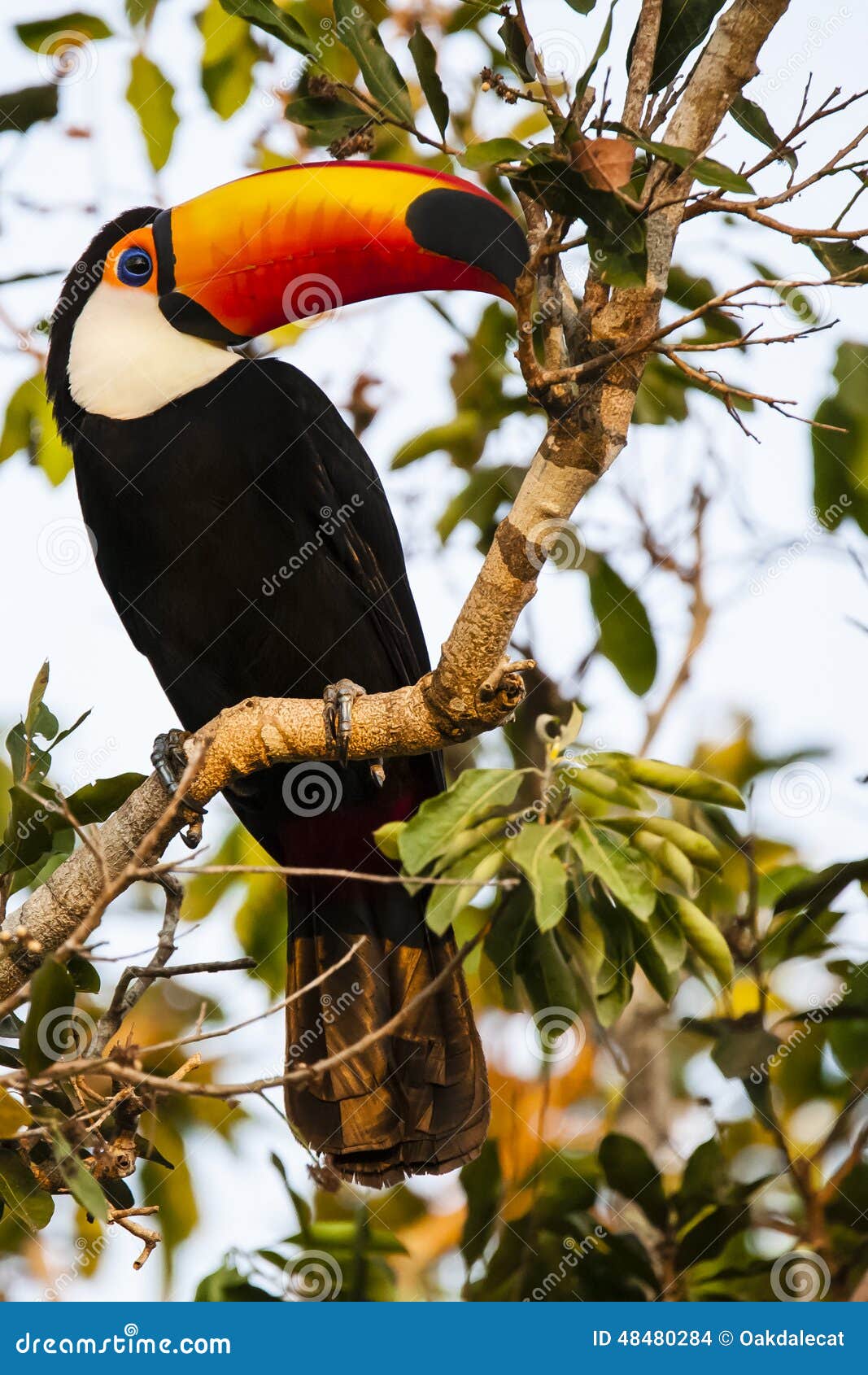 Wild Toco Toucan Looking Over Shoulder Stock Photo - Image of branch ...