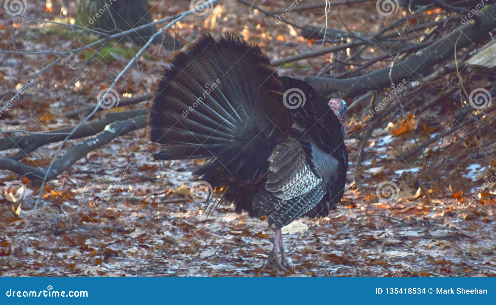 Wild Tom turkey stock photo. Image of wild, outdoors - 135418534