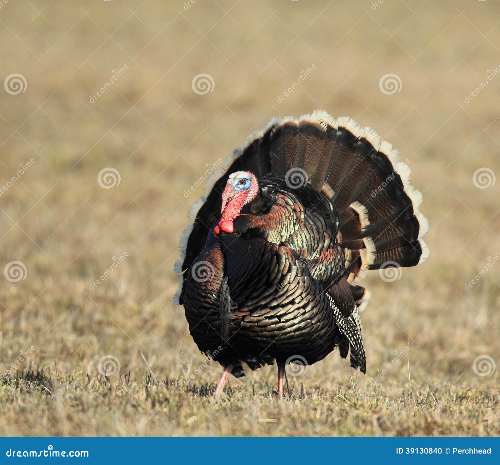 Wild Tom Turkey stock photo. Image of thanksgiving, wildlife - 39130840
