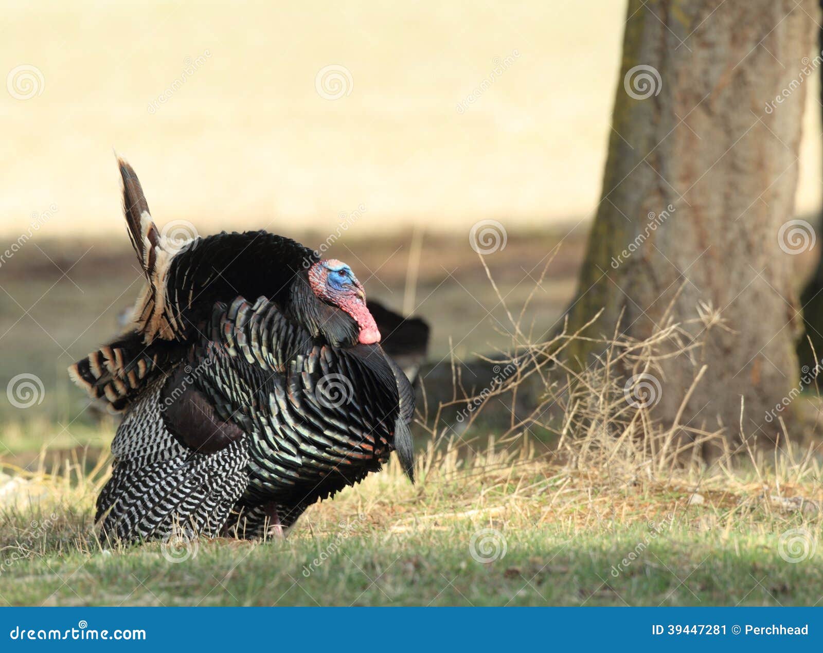 Wild Tom Turkey stock image. Image of beard, wildlife - 39447281