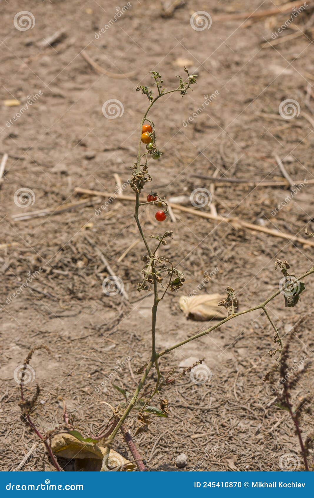 Wild Tomato in a Wasteland with Fruits Stock Photo - Image of earth ...