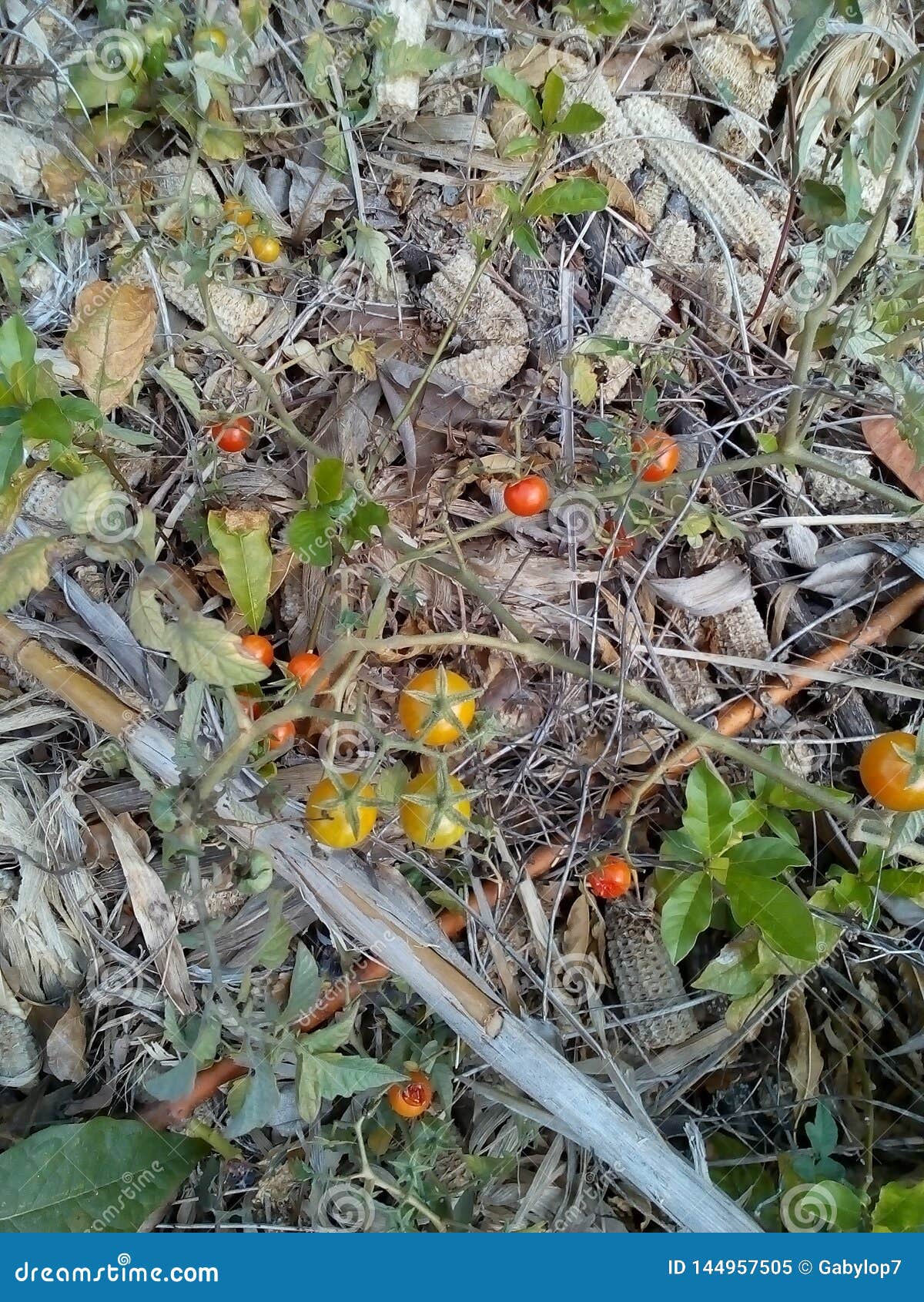 Wild tomatoes orange stock image. Image of vegetable - 144957505