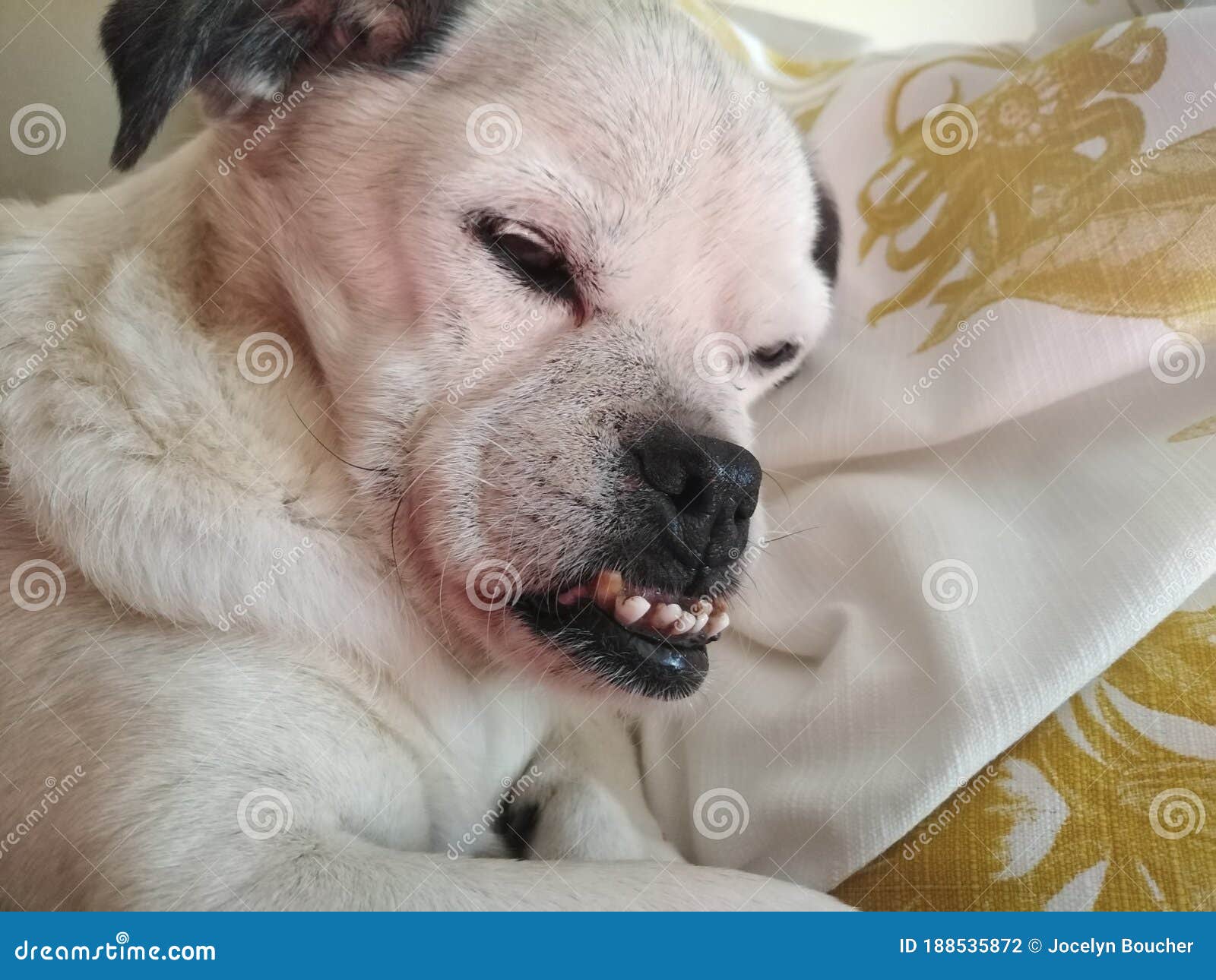 Wild toothed pug stock photo. Image of retriever, puppy - 188535872