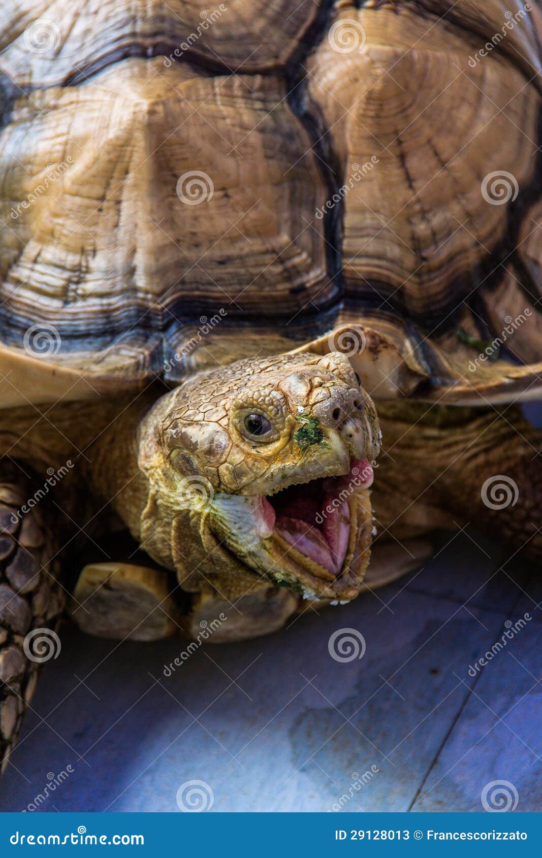 Wild Tortoise stock image. Image of nature, animal, wildlife - 29128013