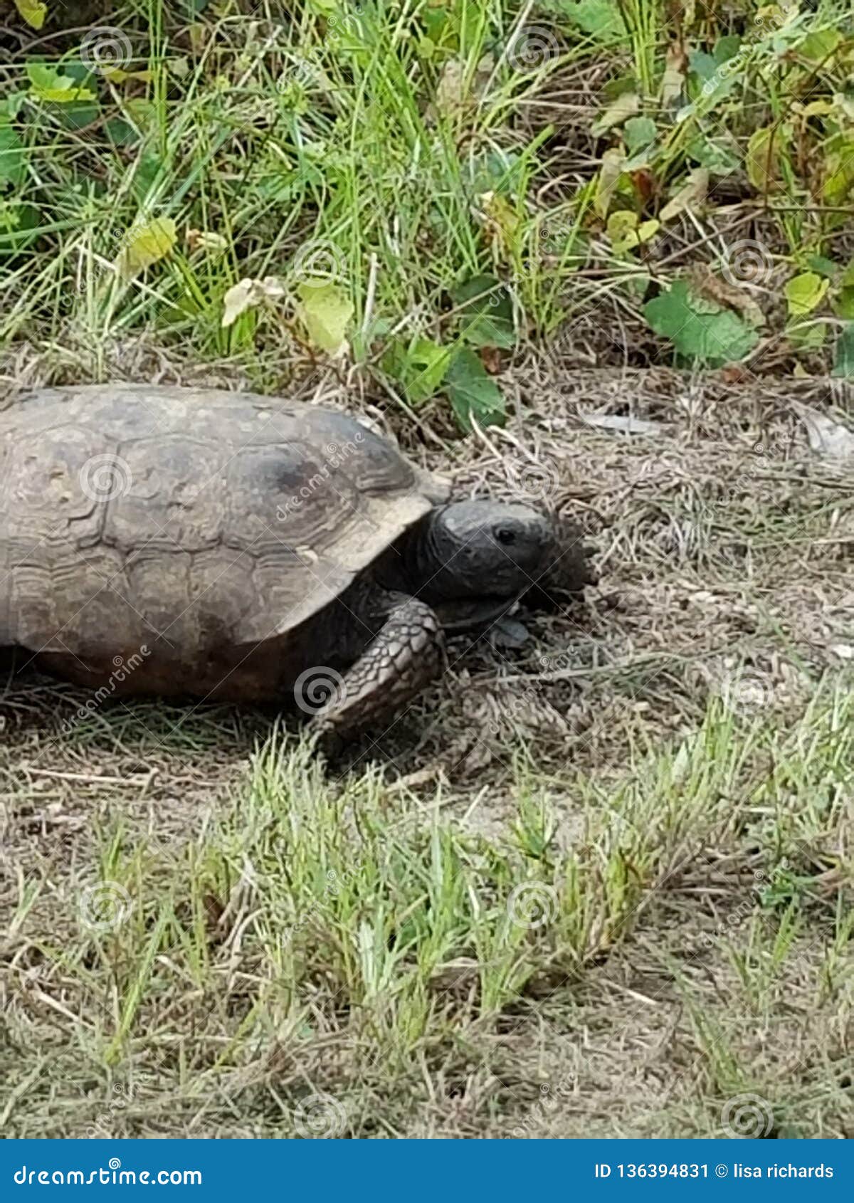 Wild tortoises stock image. Image of creature, tortoises - 136394831