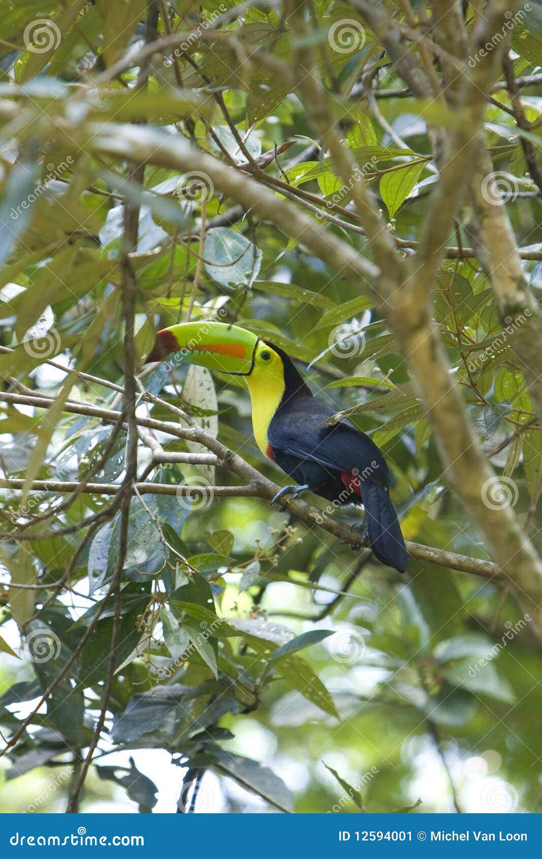 Wild toucan stock image. Image of tropical, exotic, rica - 12594001