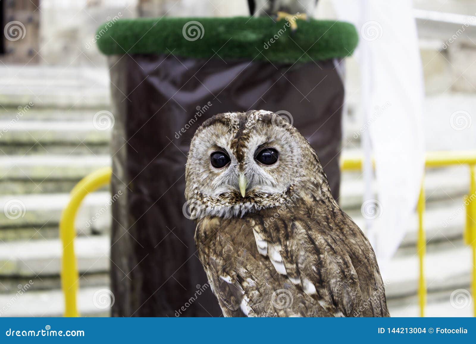 Wild trained owl stock photo. Image of alba, nature - 144213004