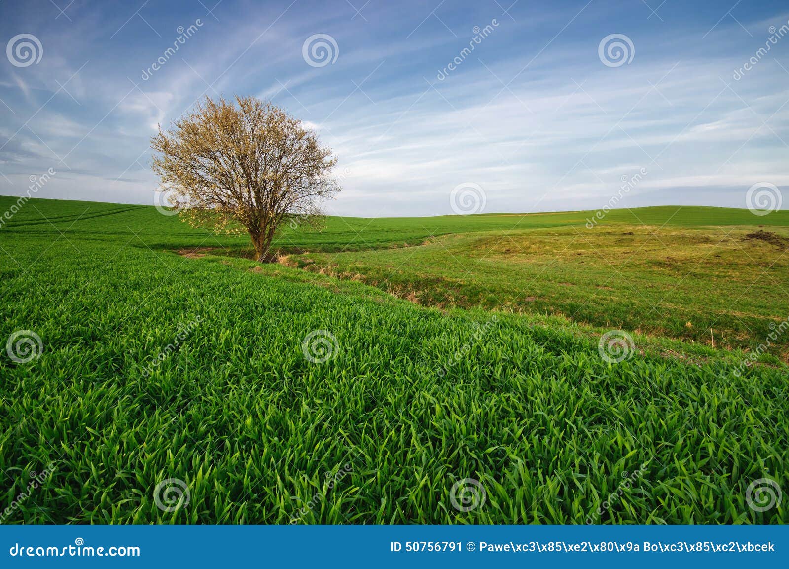 Wild Tree Against the Undulating Fields Stock Image - Image of pastoral ...