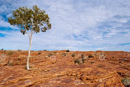 Wild Tree in the Australian Bush Stock Image - Image of desert, nature ...