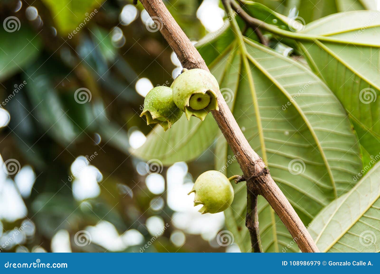 Wild Tree Bellucia Axinanthera Stock Image - Image of fresh, concept: 108986979