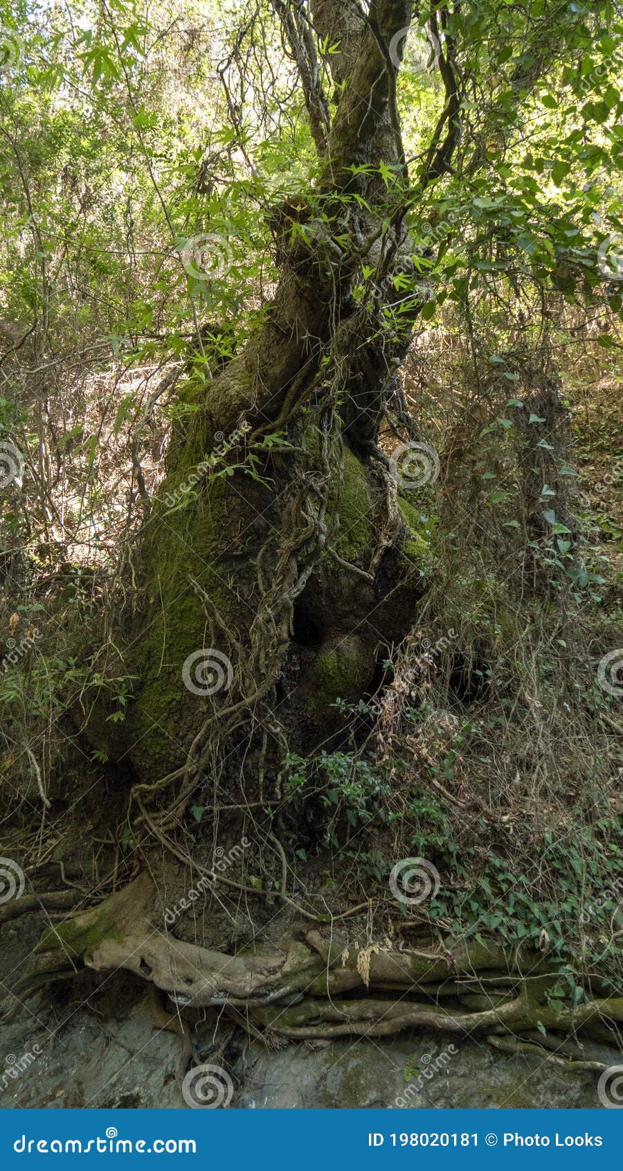 Wild Tree, And Wild Roots Growing Trough The Wall Stock Photo ...
