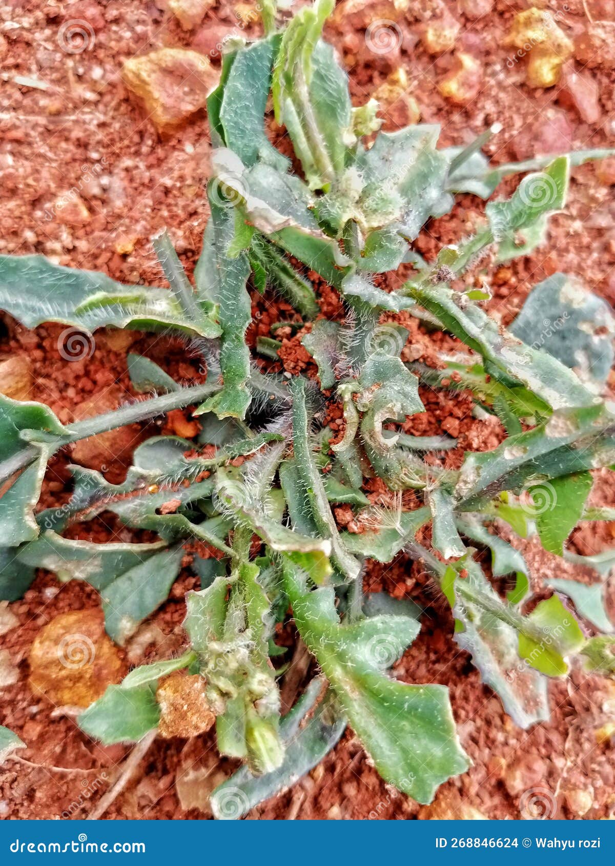 A Wild Tree with Hair All Over Its Trunk Stock Photo - Image of hair ...