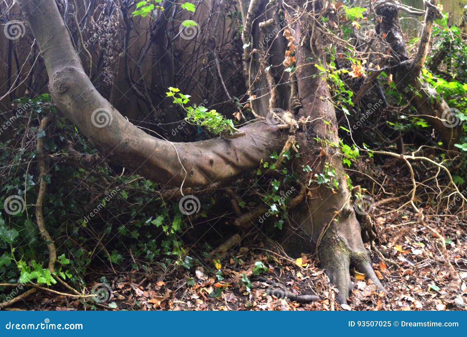 Wild Tree stock image. Image of grown, flowers, tightly - 93507025