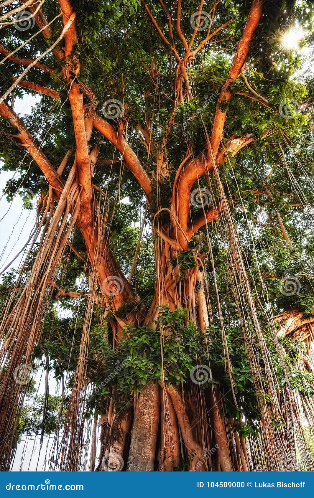 Wild Tree in Indonesia stock photo. Image of forest - 104509000