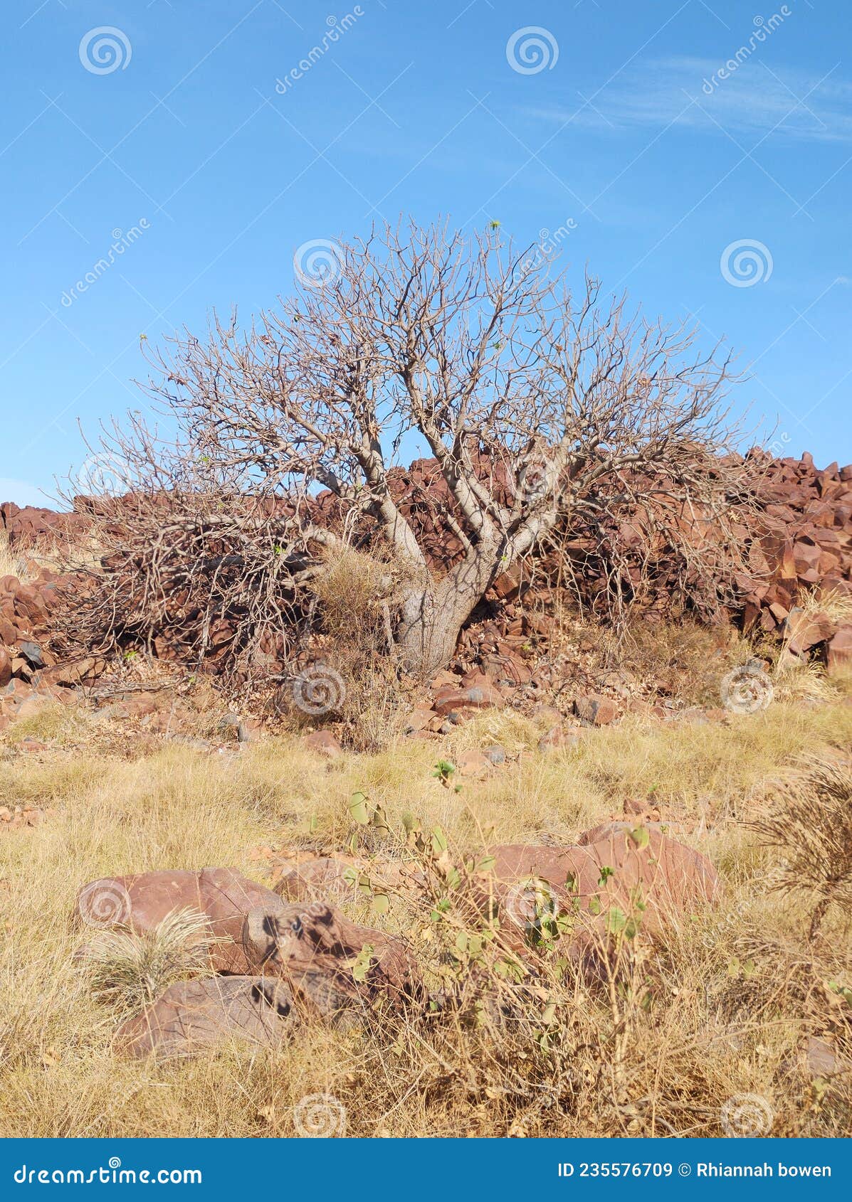 Wild tree karratha stock image. Image of wall, rock - 235576709
