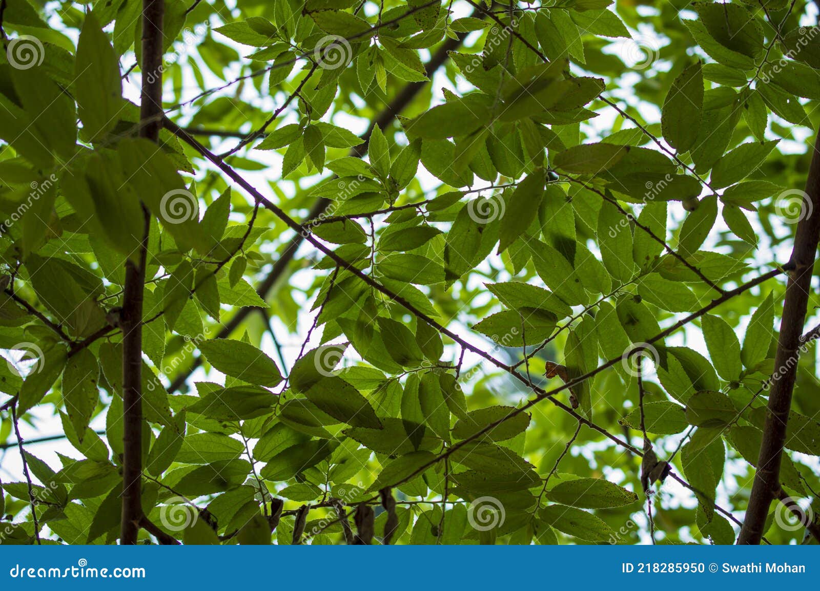 Wild Tree Leaves Forming a Texture Pattern Background Stock Photo ...