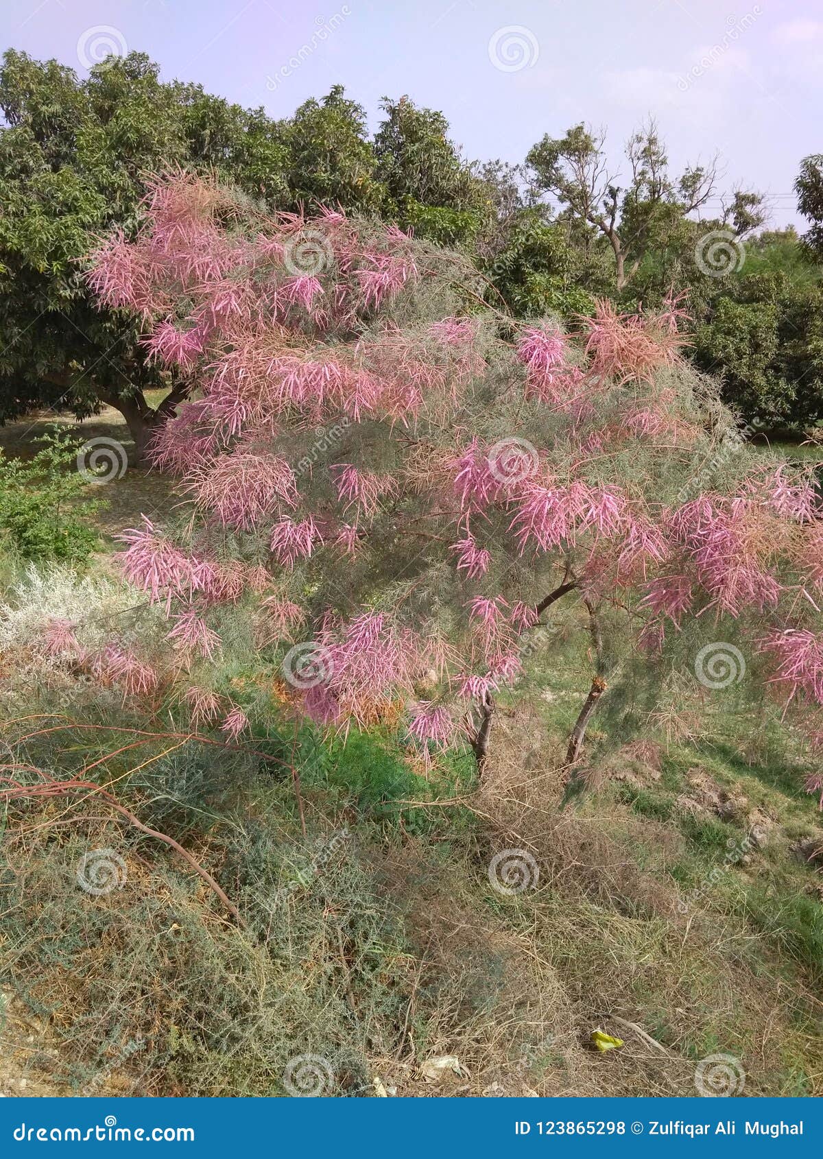 A wild tree stock photo. Image of flowers, wild, tree - 123865298