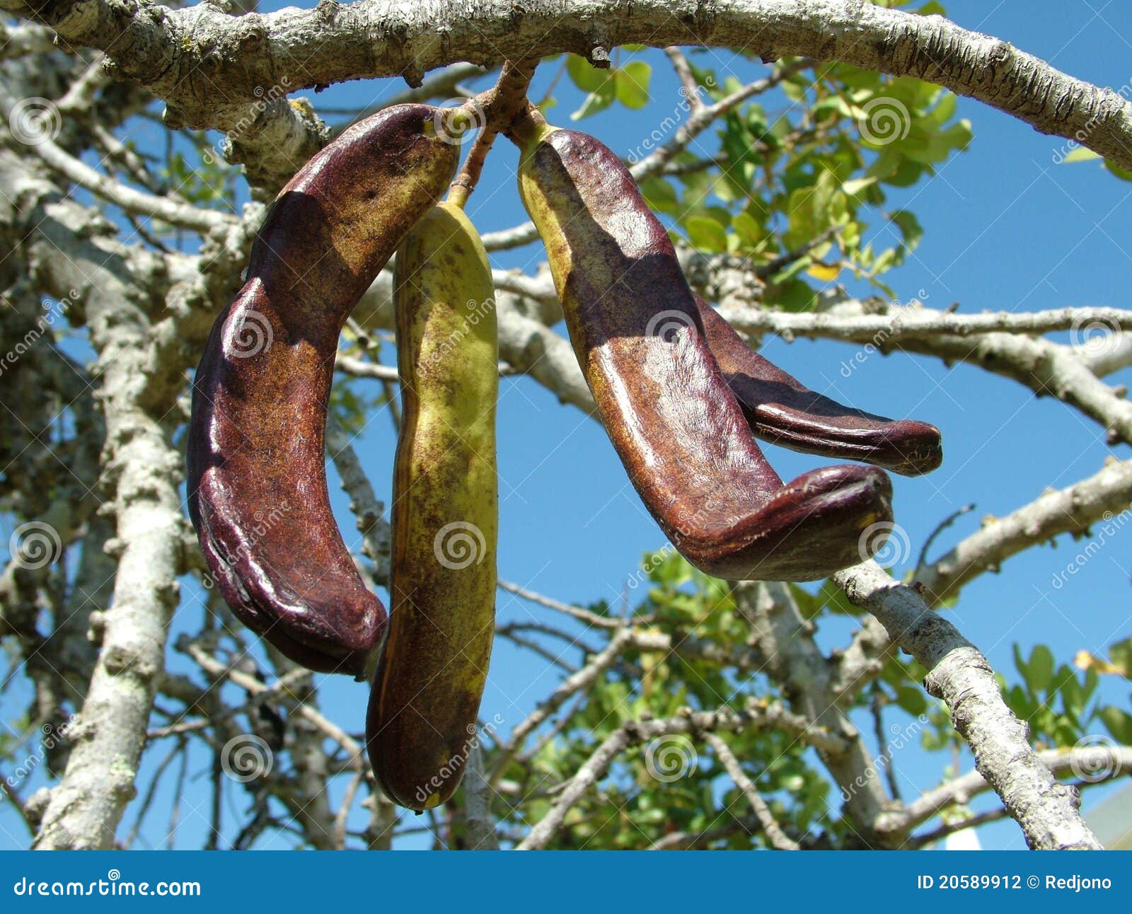 Wild Tree Pods stock photo. Image of seed, reproduction - 20589912