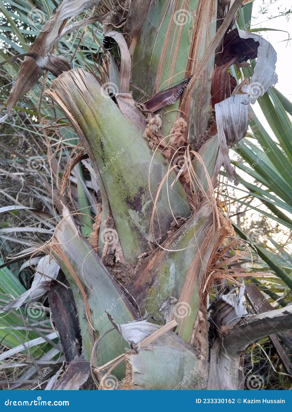 Wild tree roots stock photo. Image of plant, cactus - 233330162