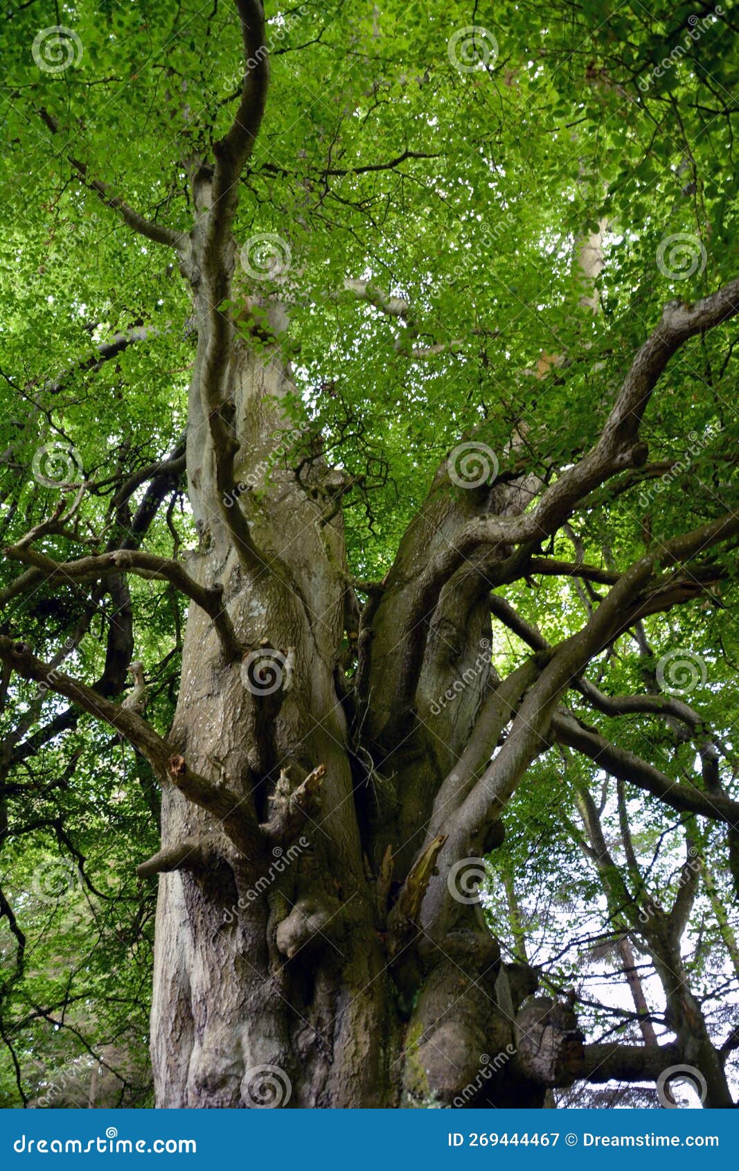 A Wild Tree with a Thick Trunk and Twisted Branches Growing in the ...