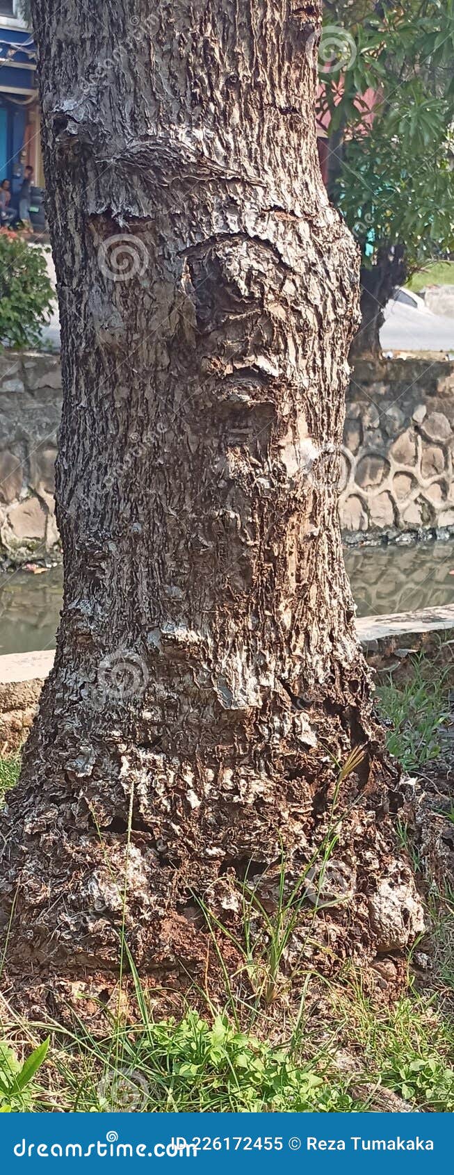 Wild Tree Trunks, Ornamental Plants on the Roadside Stock Image - Image ...