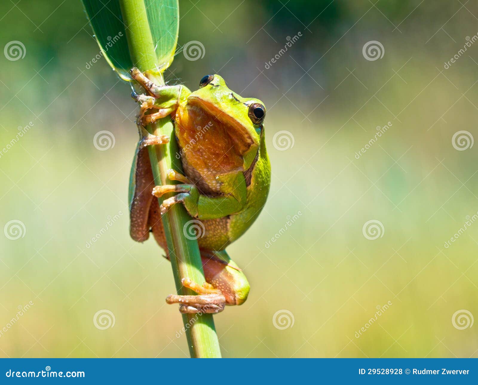 Wild Treefrog stock photo. Image of green, conservation - 29528928