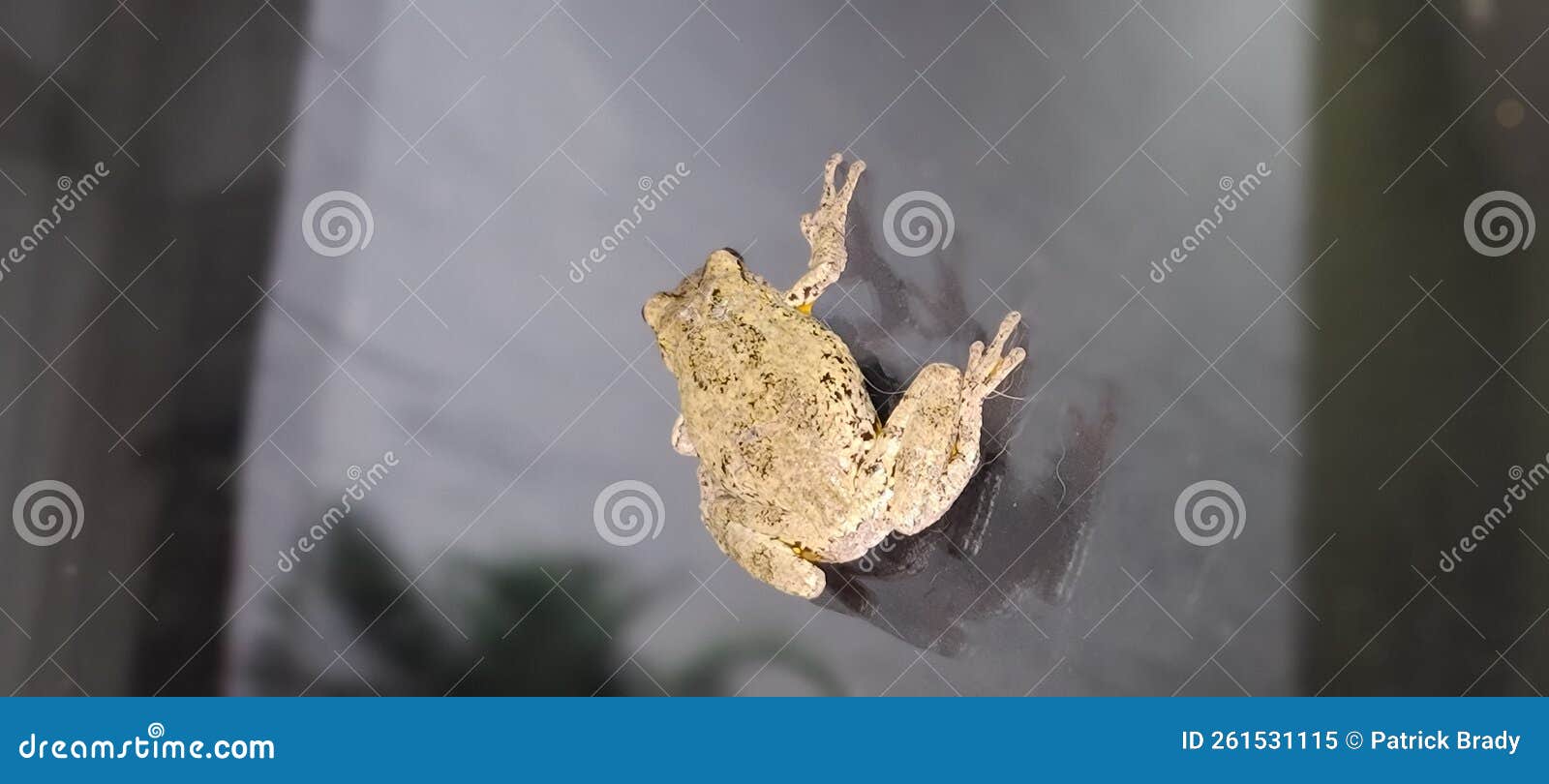 Wild Treefrog on Window stock image. Image of wing, insect - 261531115