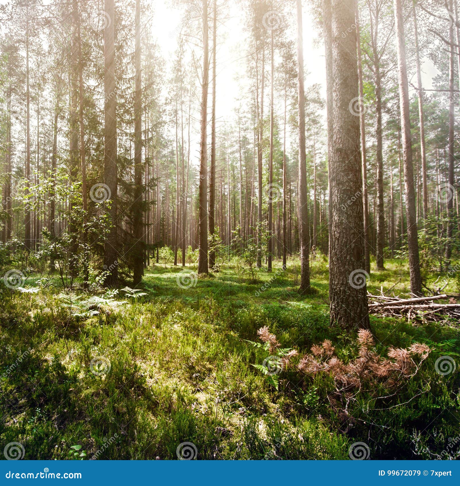 Wild trees in forest stock image. Image of summer, trees - 99672079